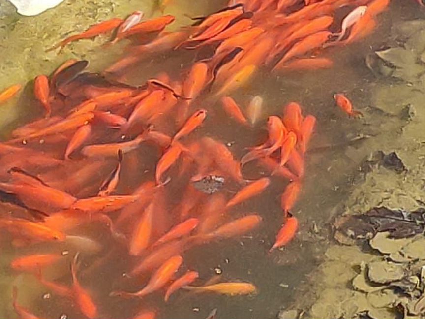 Продаем для пруда китайских карасей