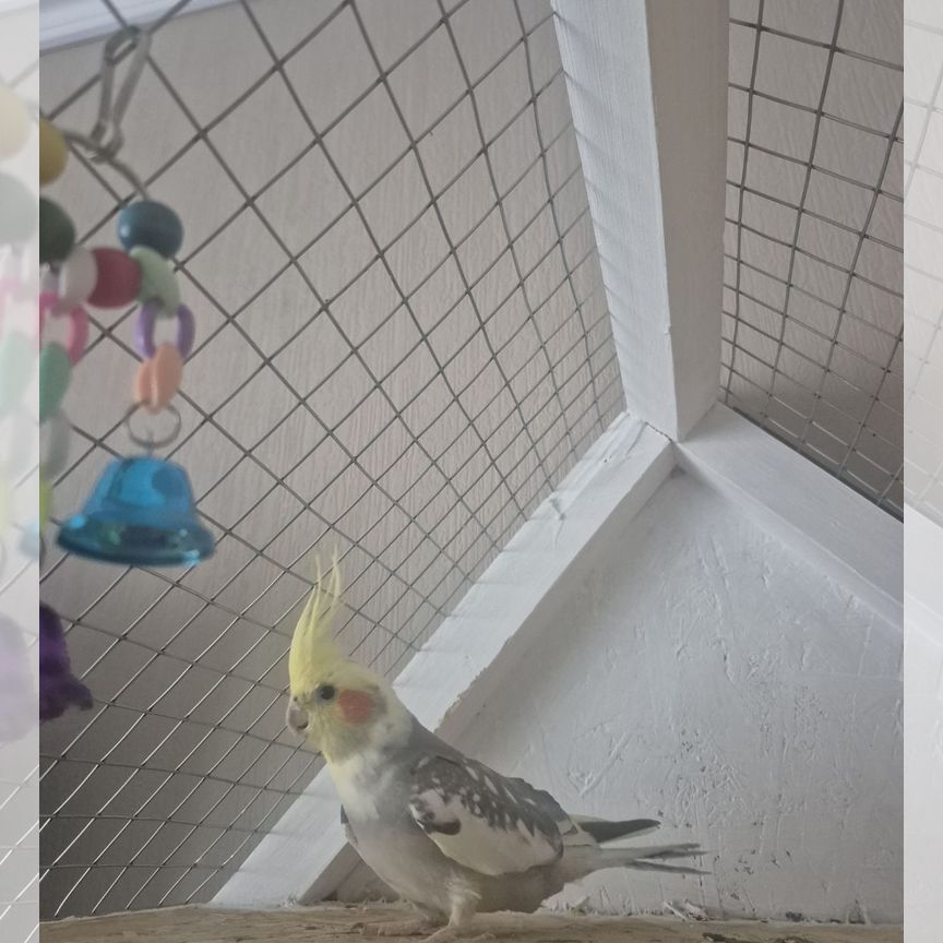 Попугай