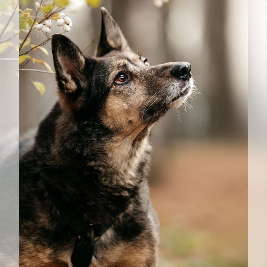 Взрослая собака в добрые руки