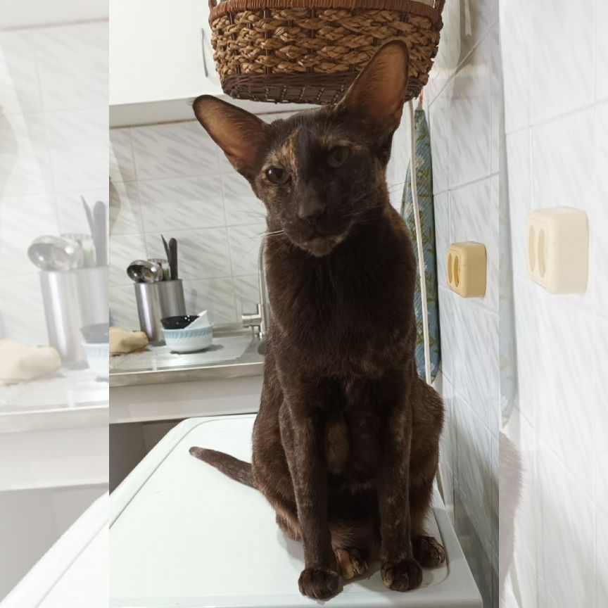 Ориентальная кошка, взрослая