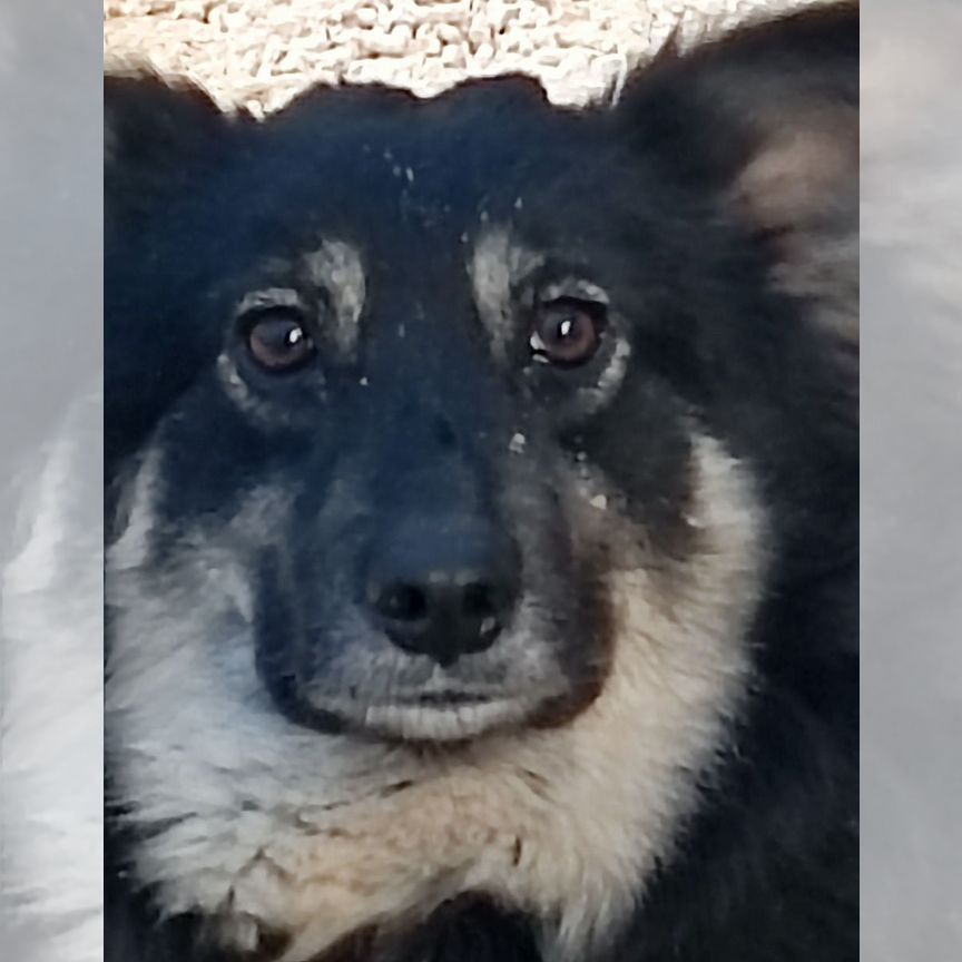 Взрослая собака в добрые руки