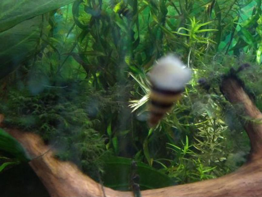 Хищные улитки хелены