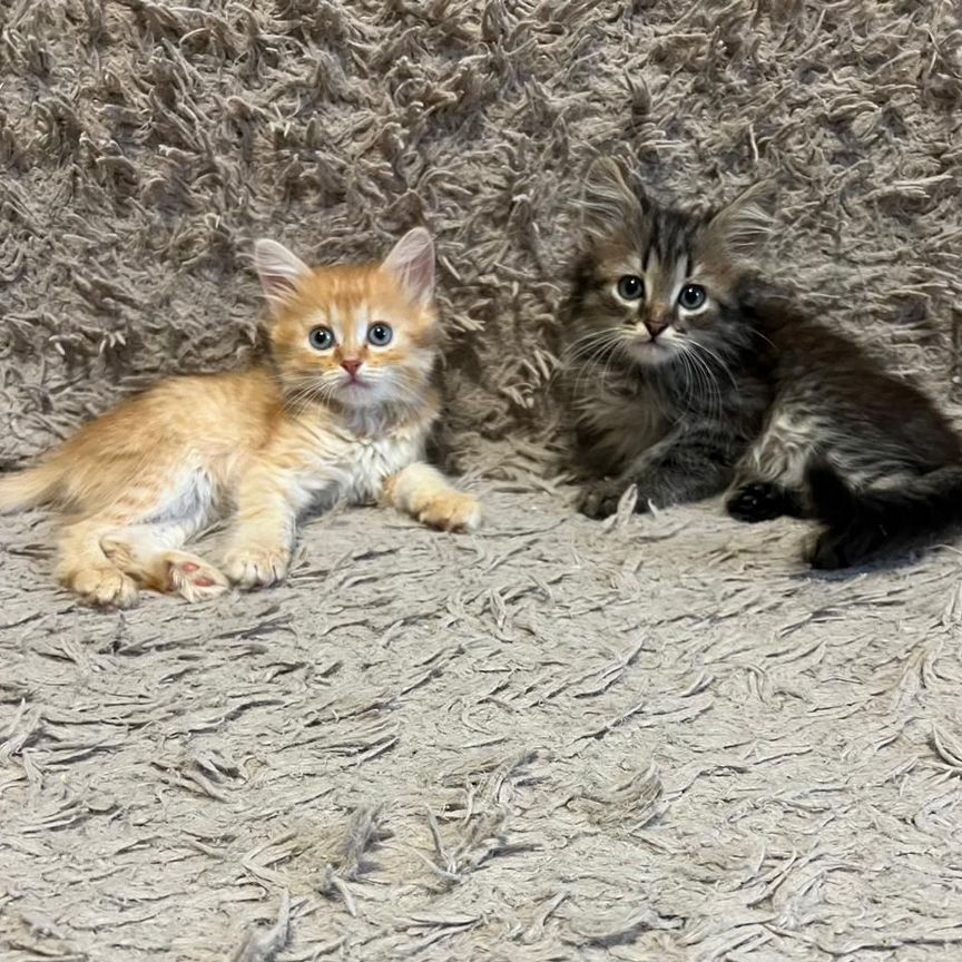 Котята от сибирской кошки