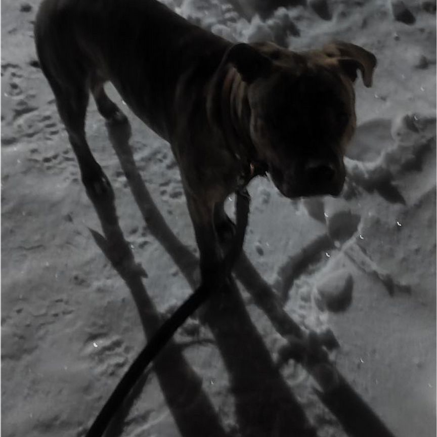 Американский стаффордширский терьер, щенок