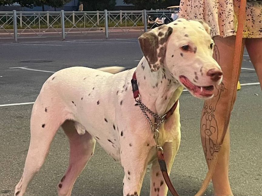 Долматинец