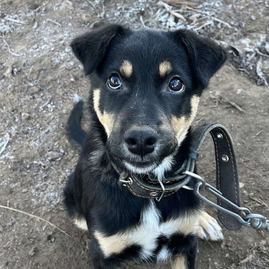 Умница Тучка ищет семью. Щенок