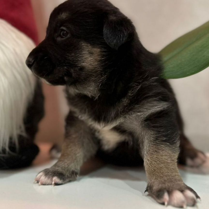 Щенок в добрые руки