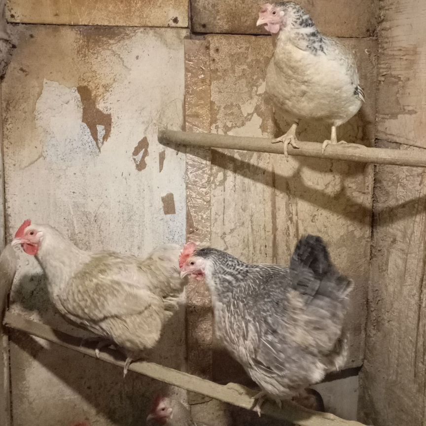 Петух курицы