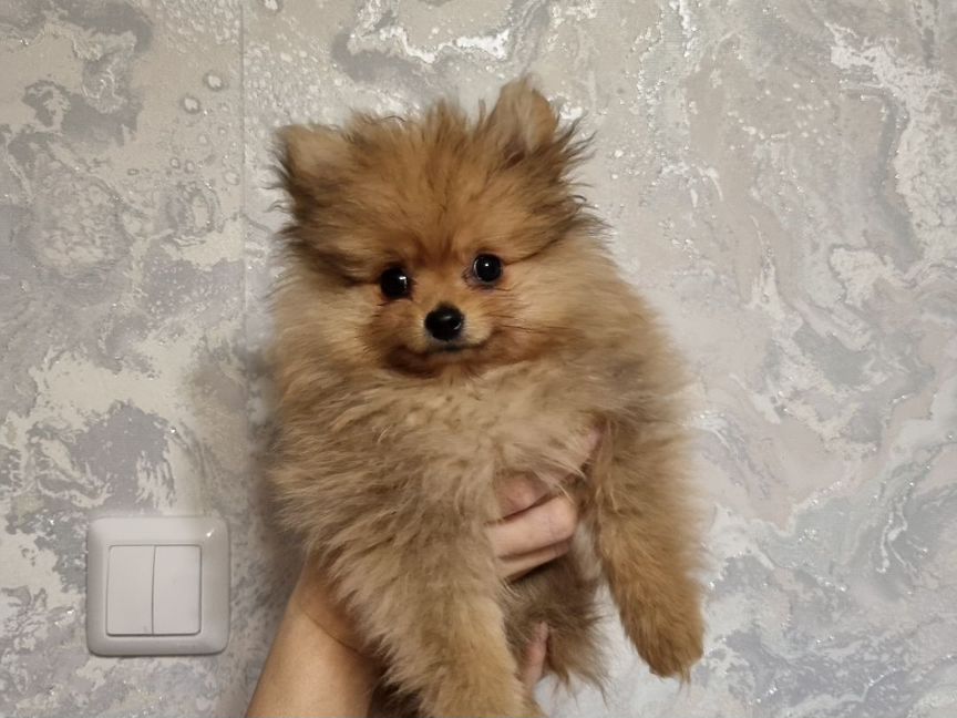 Шпиц