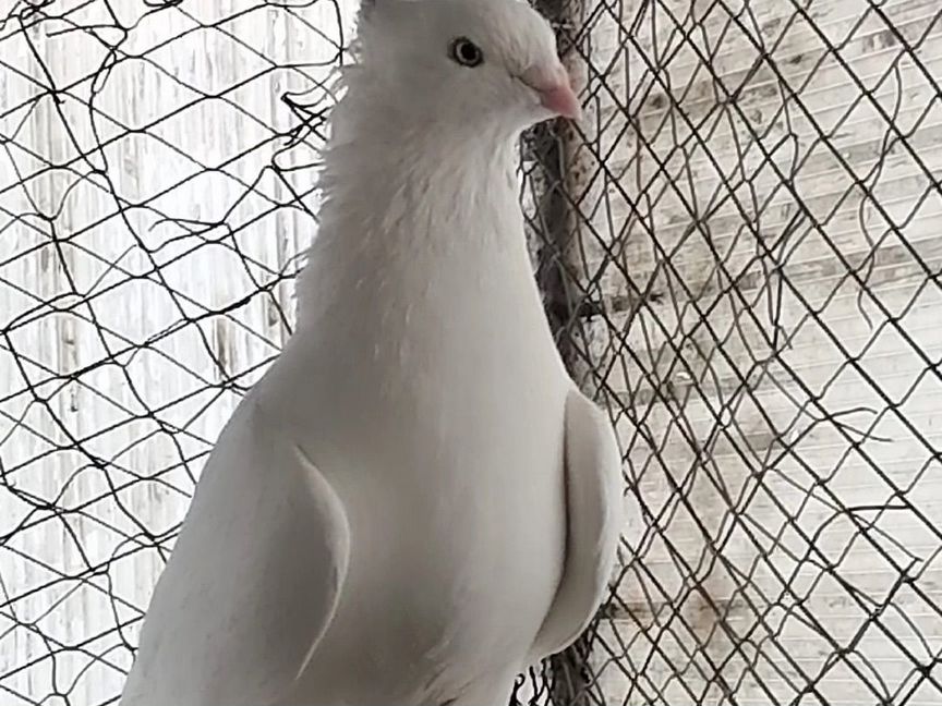 Андижанские голуби