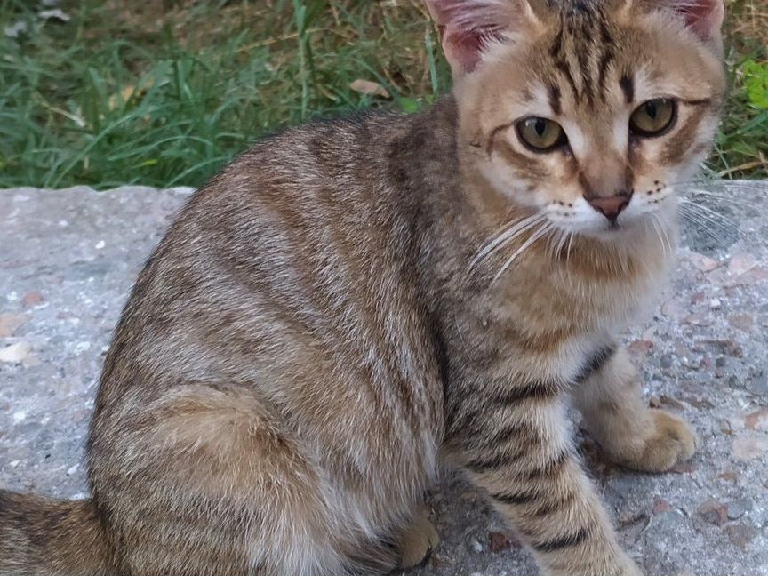 Ева и Уголек