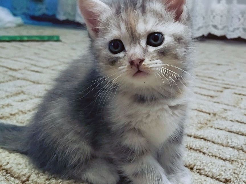 Кошка бронь