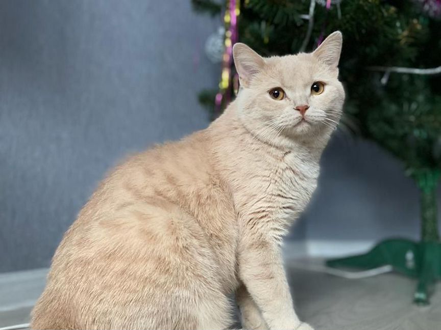 Шотландский кот