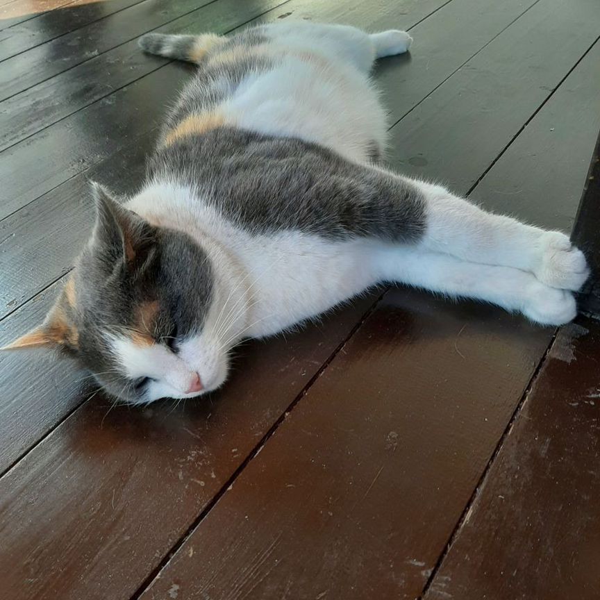 Кошка трехлапая