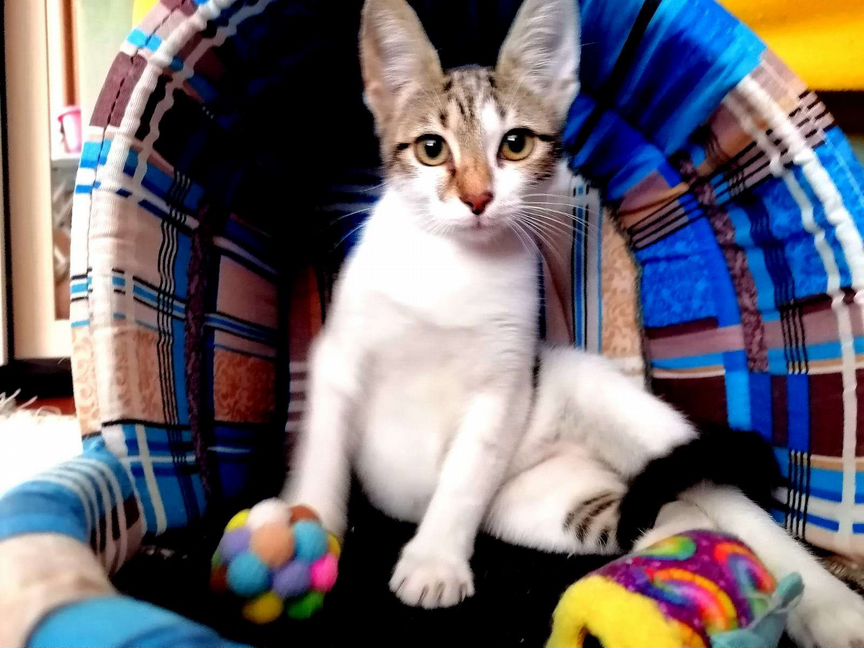 Кошечка котёнок Злата в поиске семьи