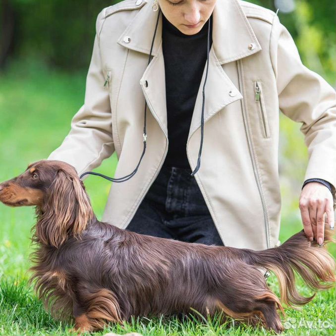 Вязка такса