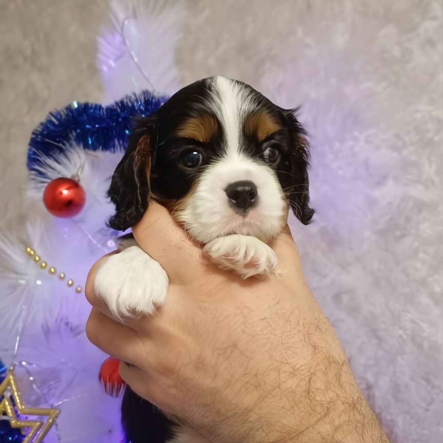 Кавалер кинг-чарльз-спаниель, щенок