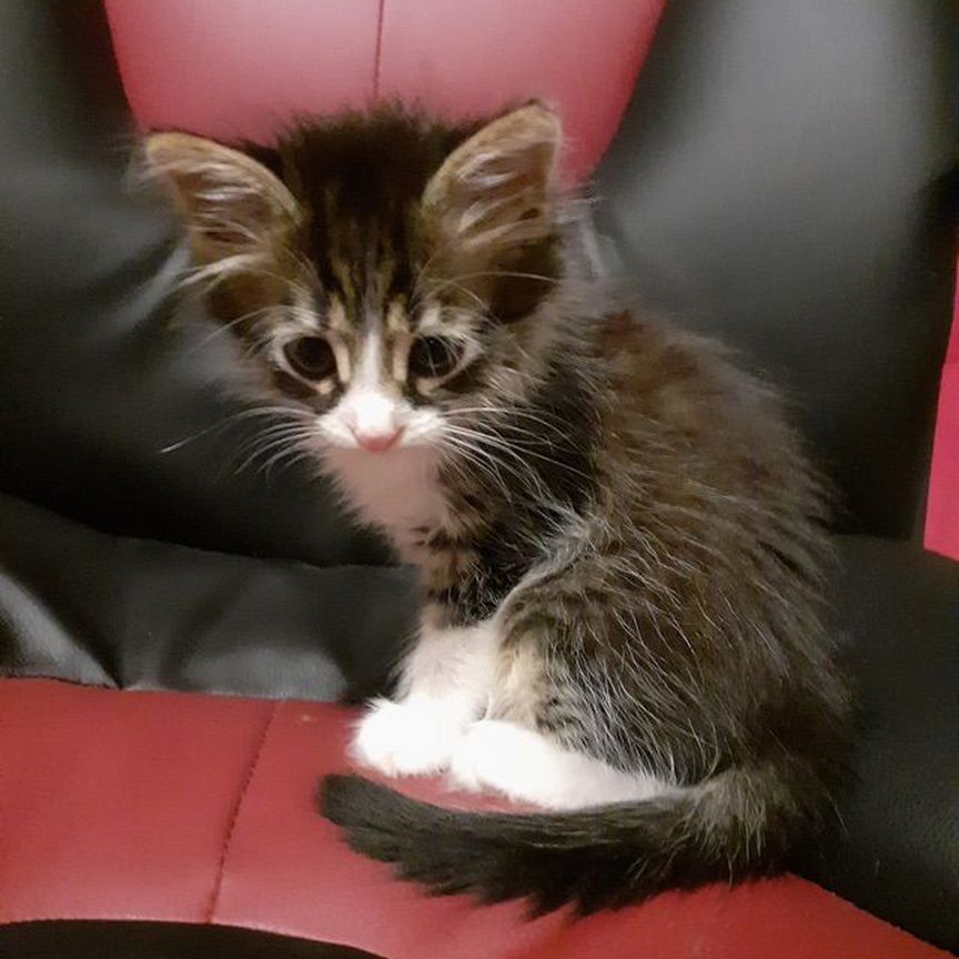 Котенок