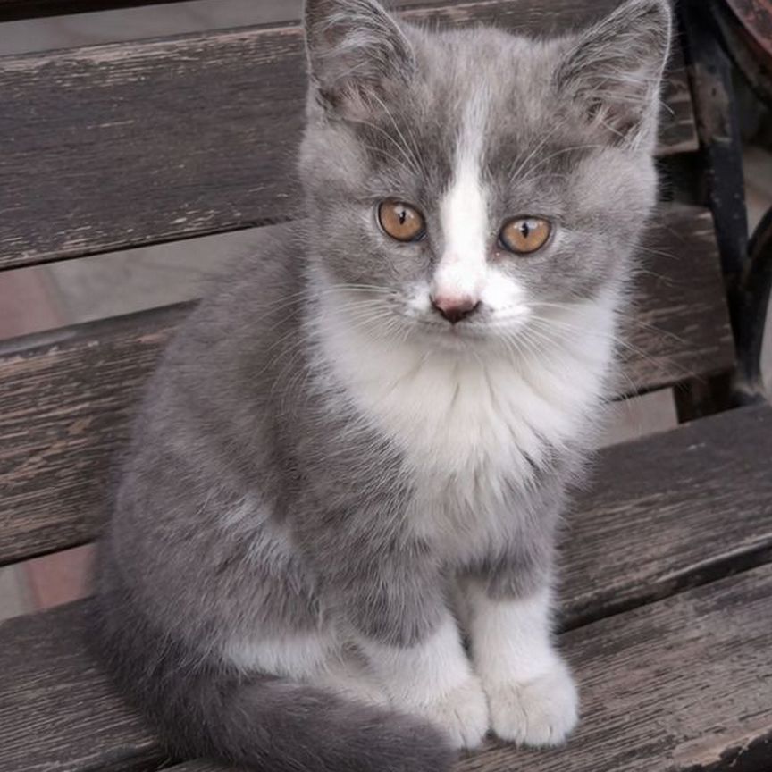 Британский короткошёрстный котёнок
