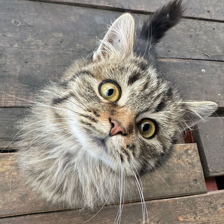 Котята подрощенные мальчик и девочка