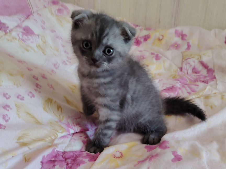 Шотландский мальчик