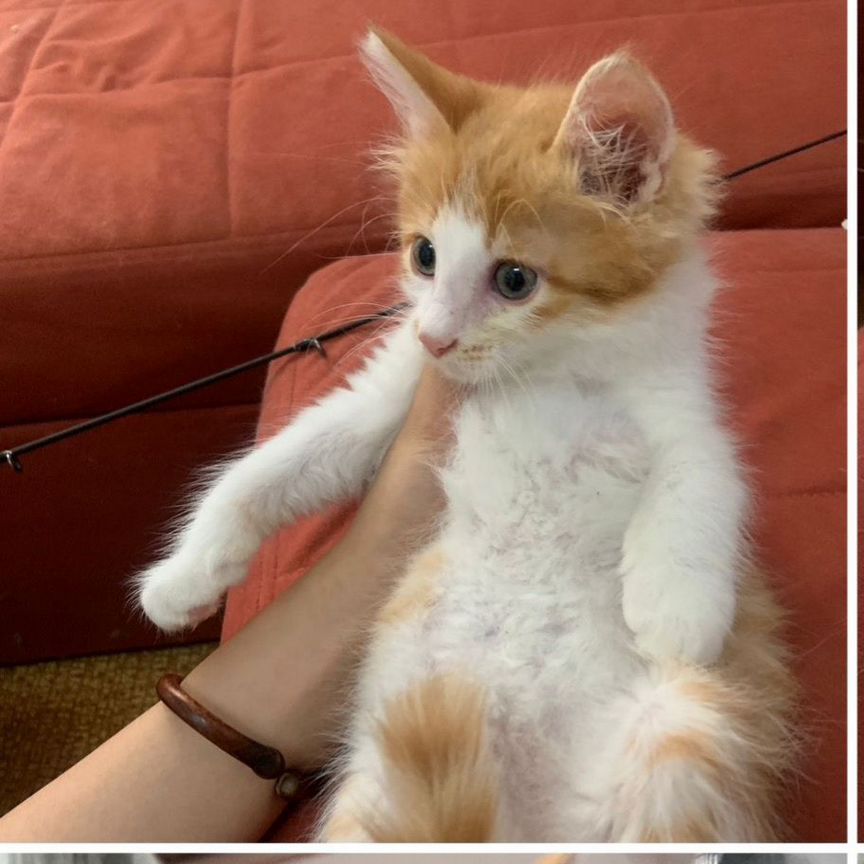 Настоящий русский котик)