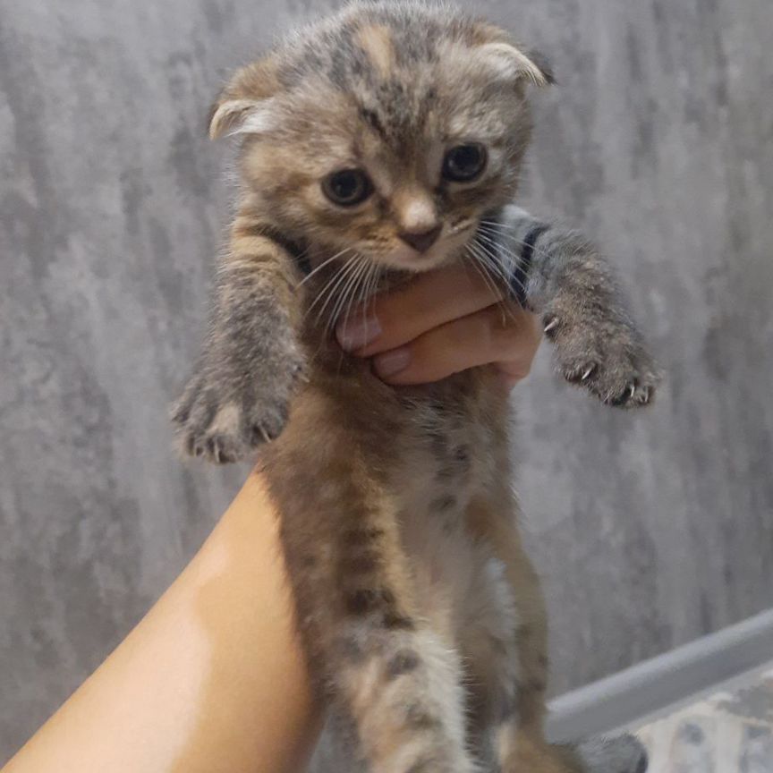 Шотландский вислоухий короткошёрстный котёнок