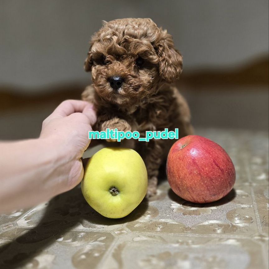 Мальтипу, щенок