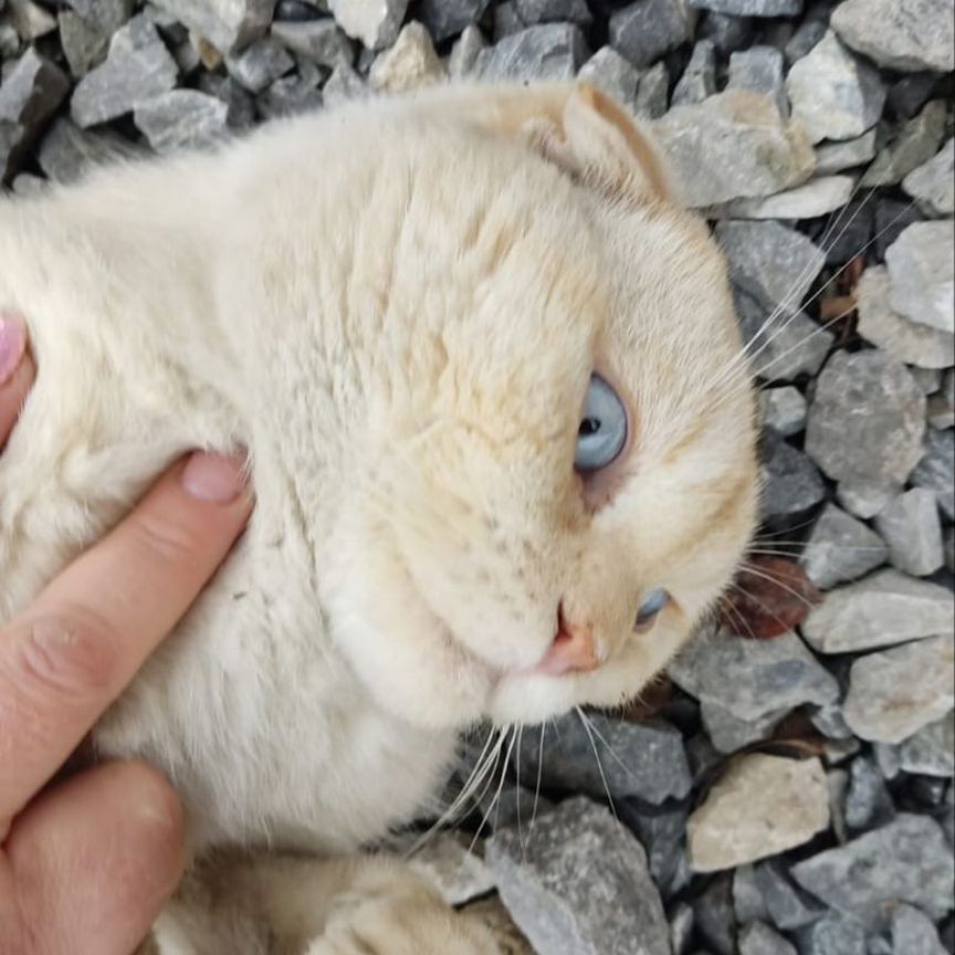 Котик кастрат