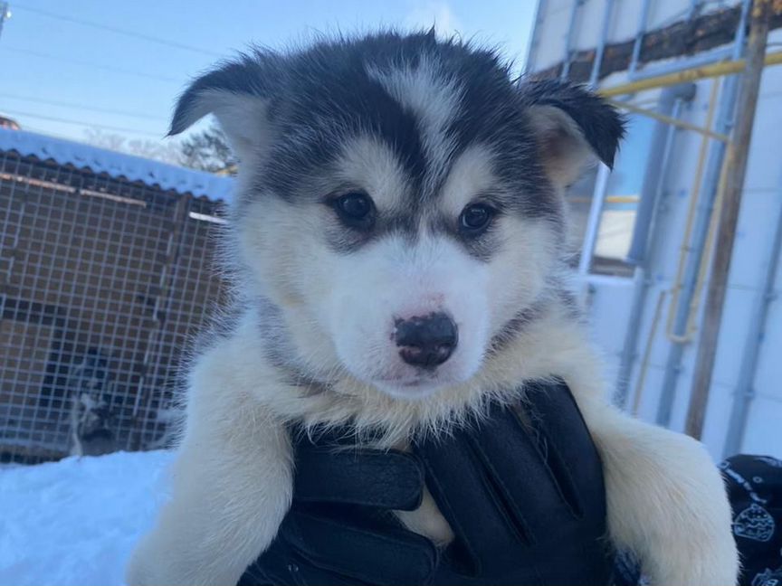 Щенки сибирской хаски