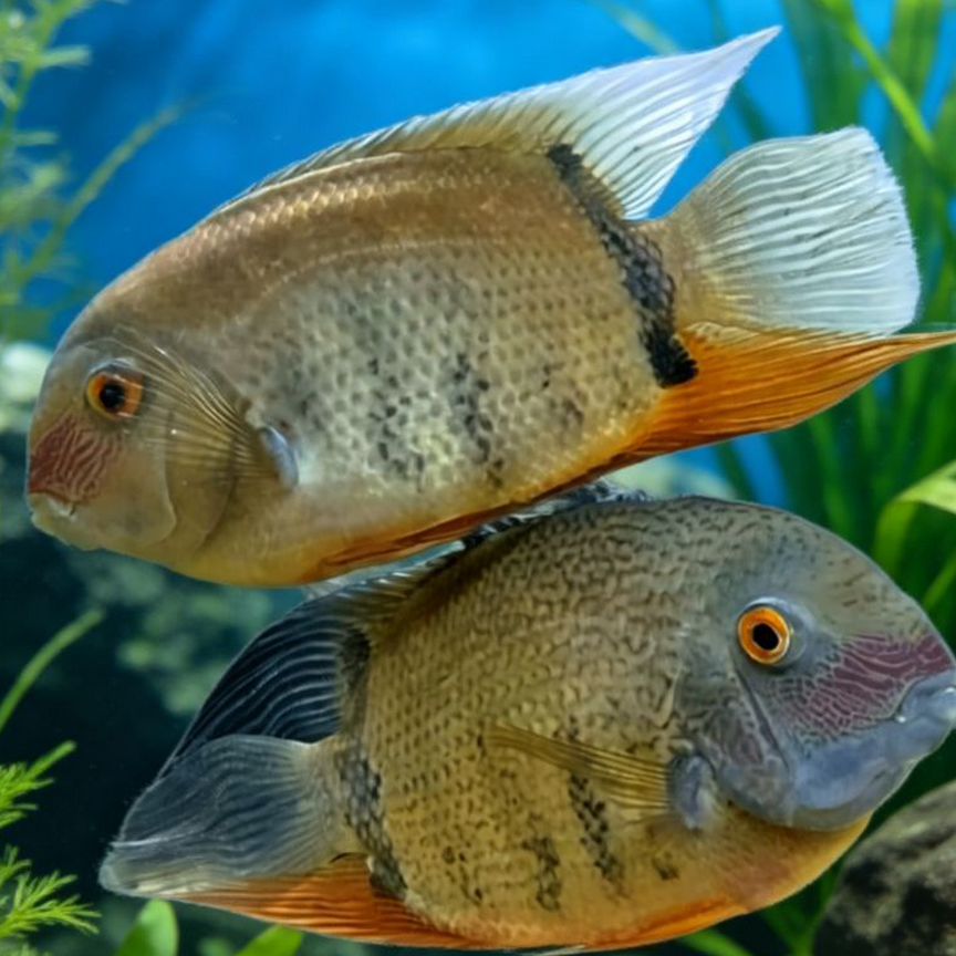 Цихлазома Северум