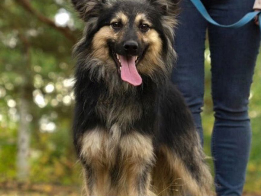 Ищет дом не крупный пёсик Нафаня