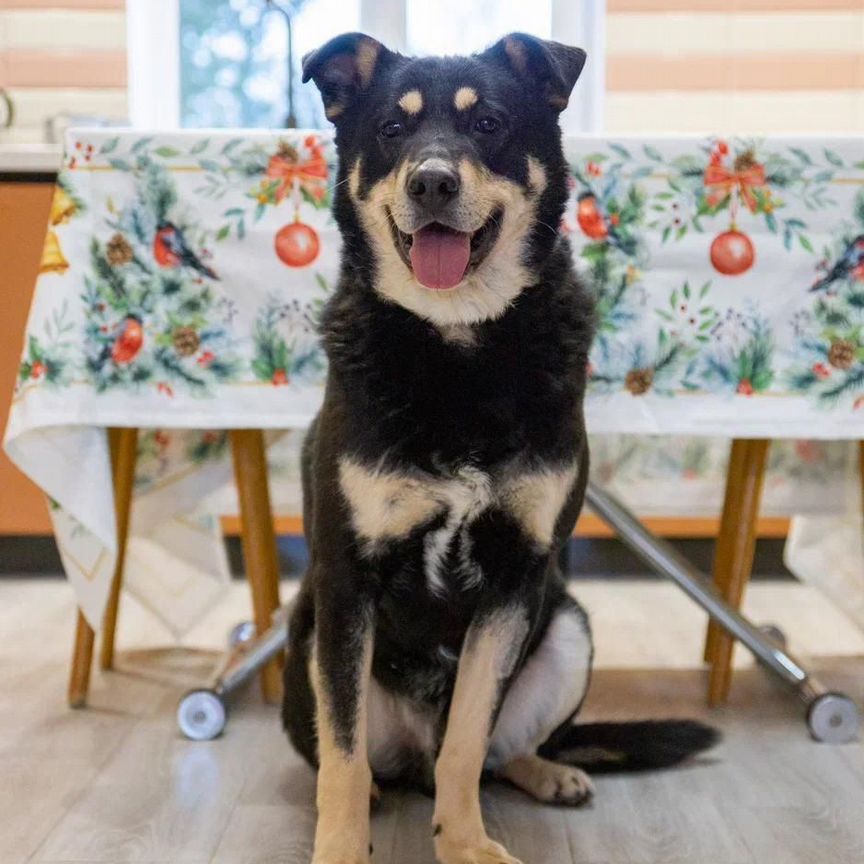 Ласковый пёс в добрые руки