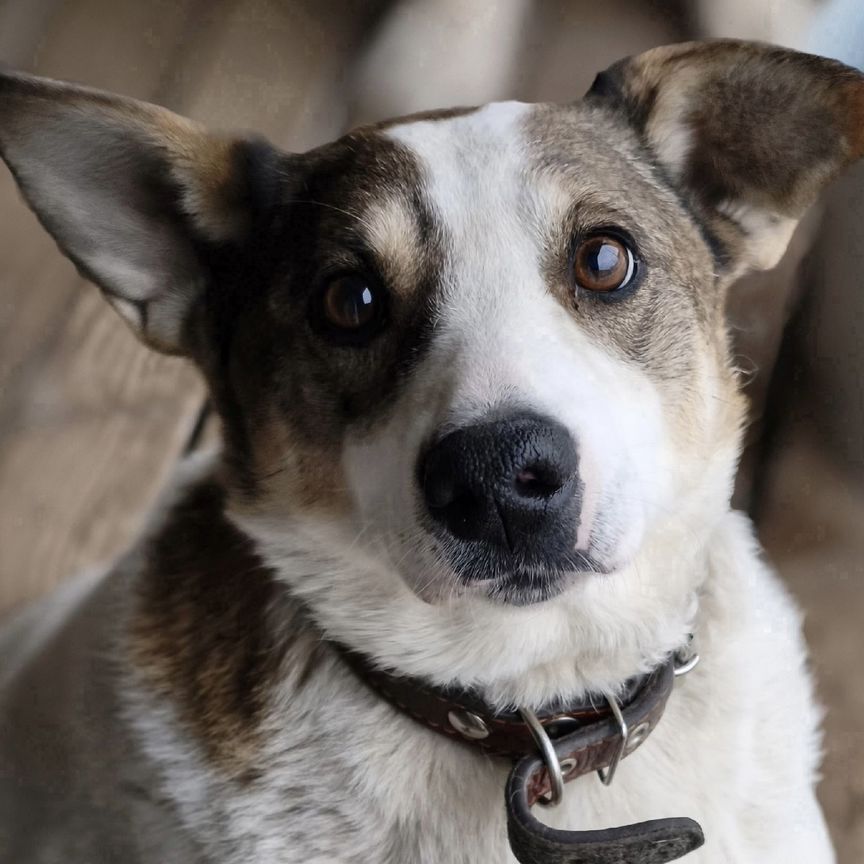 Взрослая собака в добрые руки