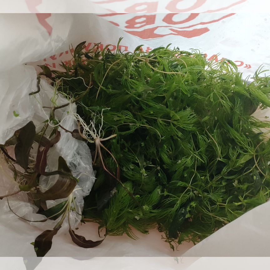 Аквариумное растение