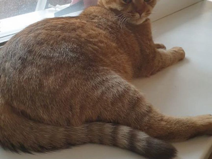 Скотиш страйт вязка
