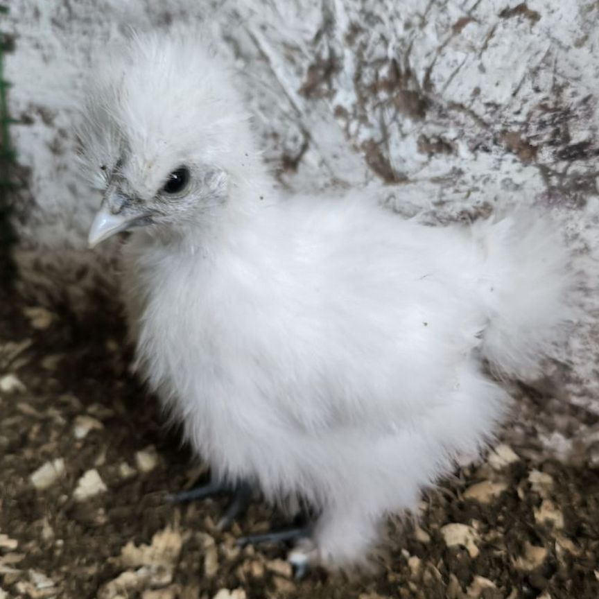 Китайские шелковые куры