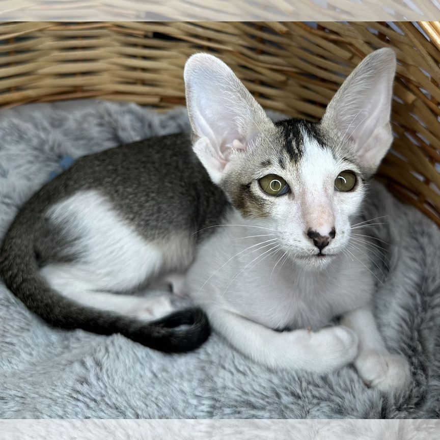 Ориентальный котёнок