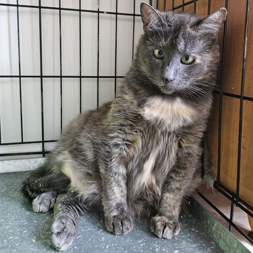 Взрослая, Девочка кошка в добрые руки