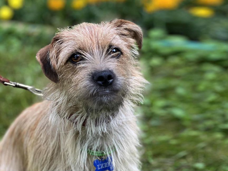 Солнечный метис Норфолк Терьера в добрые руки