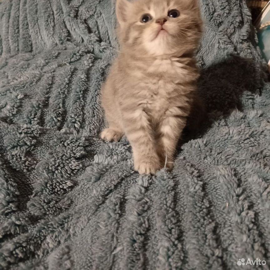 Британские котята