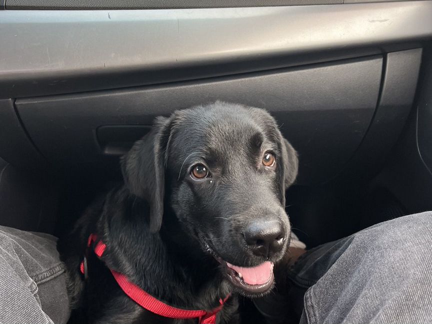 Лабрадор 9 месяцев