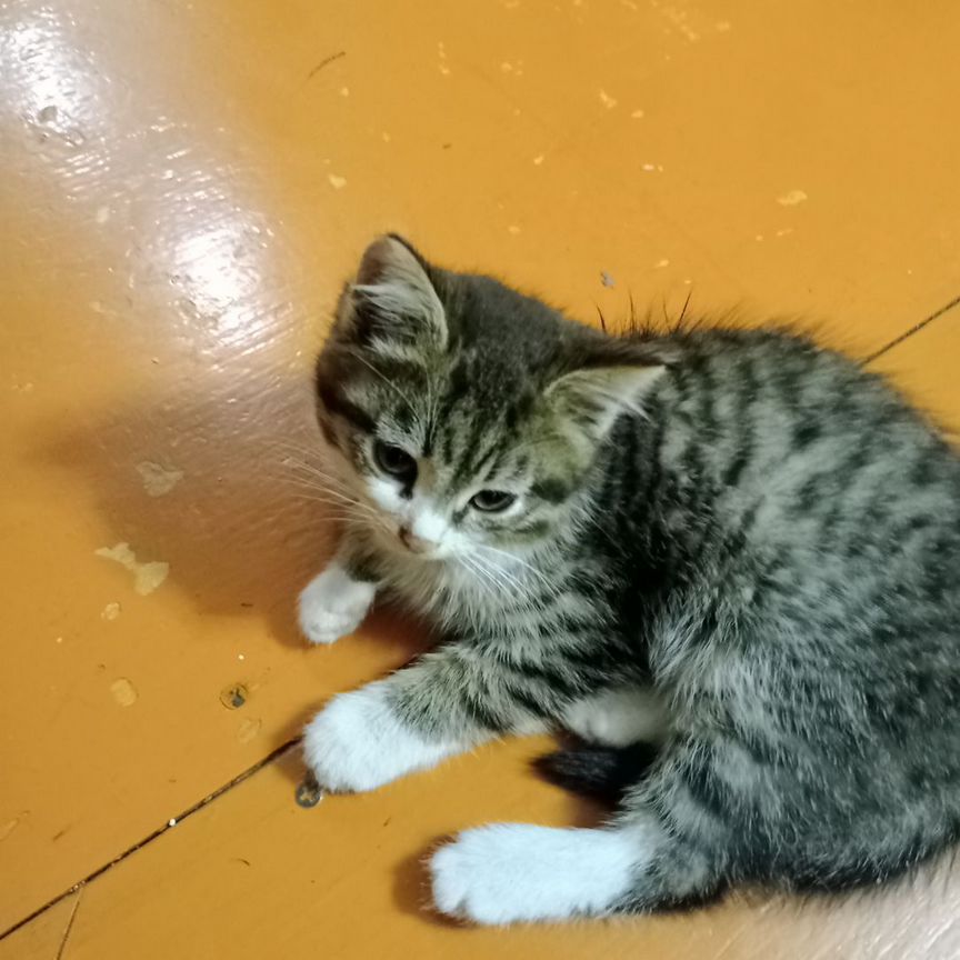 Котенок девочка в добрые руки
