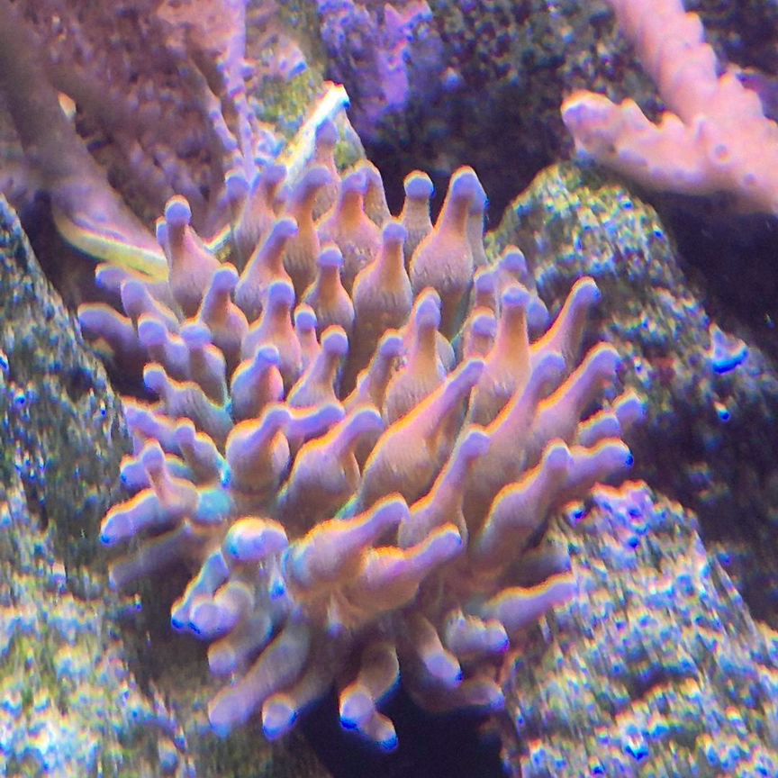 Актиния пузырчатая