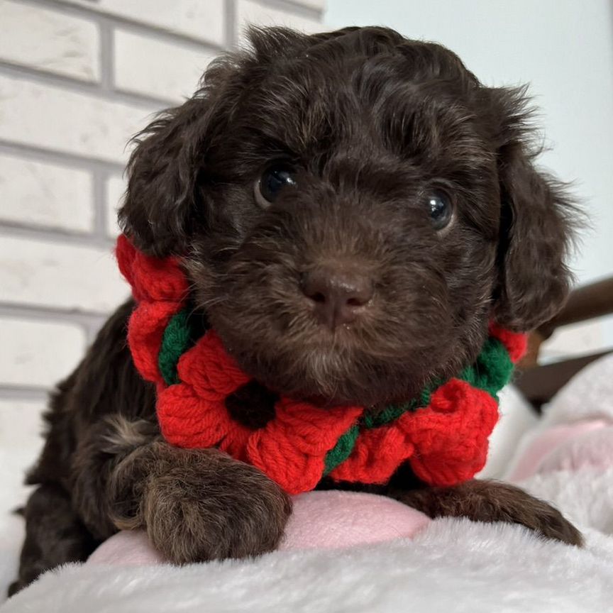 Мальтипу, щенок