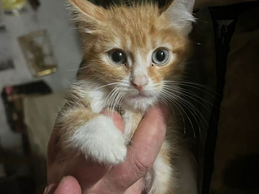 Котенок в добрые руки