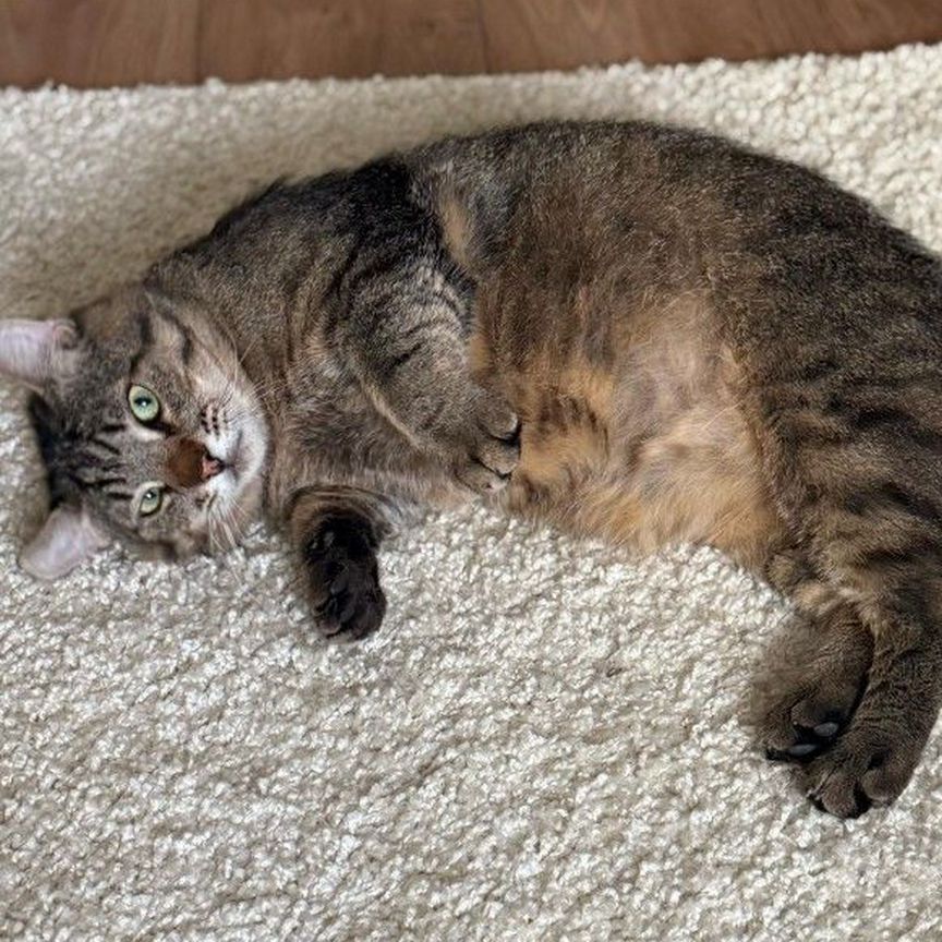 Котик ищет дом