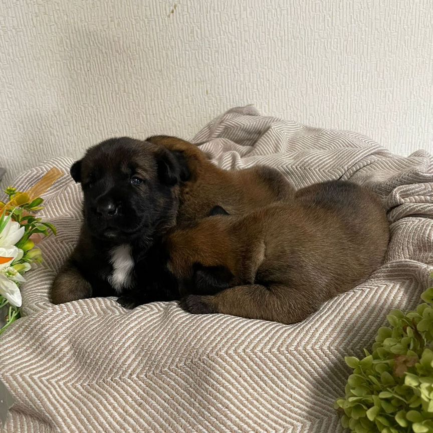 Щенки бельгийской овчарки малинуа