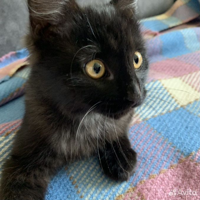 Котик Снежок в хорошие руки