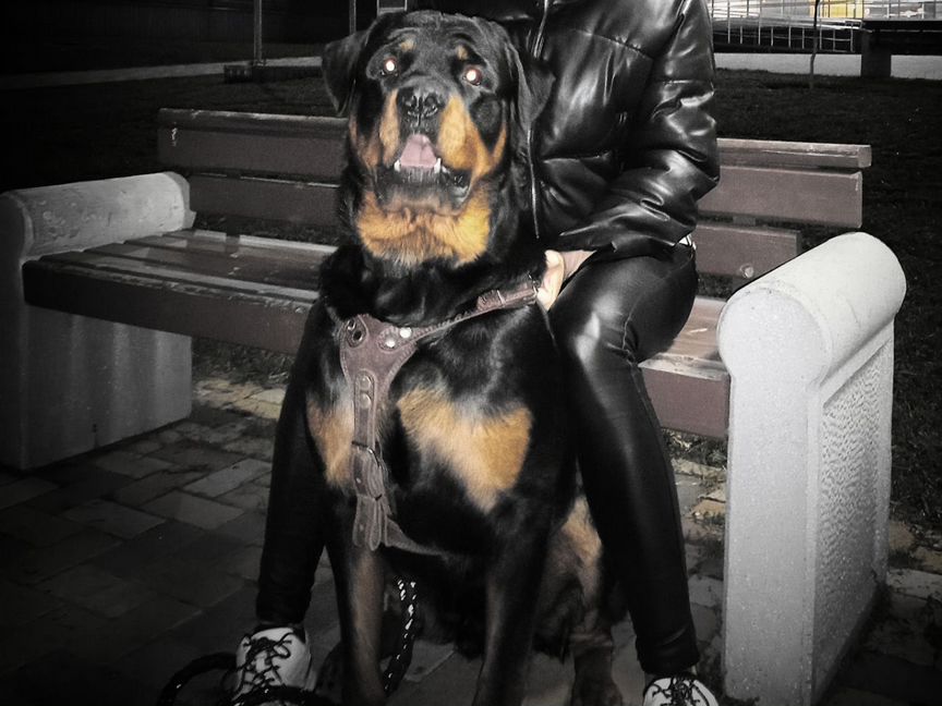 Вязка ротвейлера